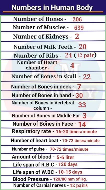 Numbers In Human Body Number Of Human Teeth Bones Muscles