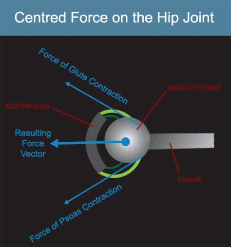 5dhmc Day 3 Hip Joint Alignment