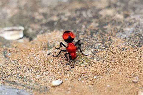 10 Terrifying Truths About The ‘cow Killer Bug—the Furry Wasp With A