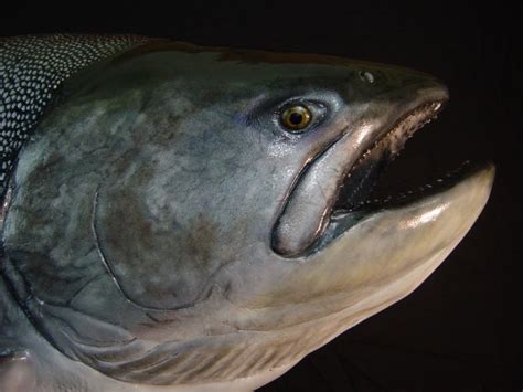 King Salmon