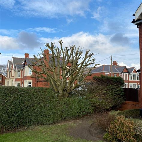 Tree Pruning Blackpool Professional Tree Trimming