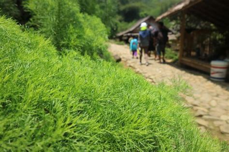 Premium Photo Land Covered With Grass And Lush Green Grass
