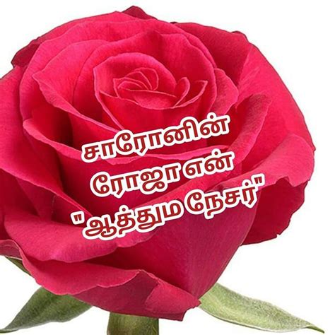 ஆமென் அப்பா🥹🙇‍♀️ ஆத்தும நேசர் Thankyoujesus Praise Jesusislord