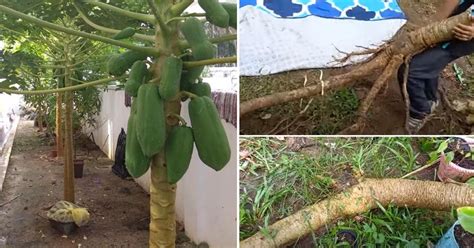 Elak Tanam Pokok Betik Dekat Dengan Rumah Akarnya Bahaya Ini Sebabnya