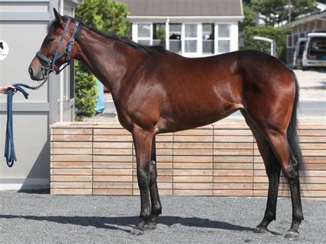 【小倉2歳s】メイケイエール気配上々馬三郎のつぶやき 競馬ニュース Netkeiba