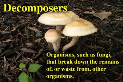 Decomposers Food Chain Cycles