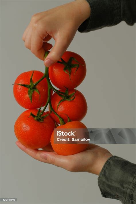 손에 신선한 토마토를 들고 여자 신선한 유기농 토마토를 손에 들고 있는 농부 컨셉농업 토마토 자연 농부에 대한 스톡 사진 및