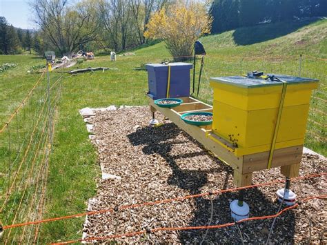 Bee Hives 101 Learn How To Select And Build The Best Beehives