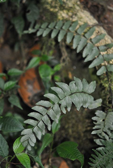 Asplenium Cirrhatum Ferns And Lycophytes Of The World