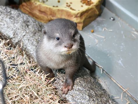 サンシャイン水族館で初誕生のコツメカワウソの赤ちゃんが1月16日から一般公開 小さな愛らしい姿を見られるのは今だけ ガジェット通信