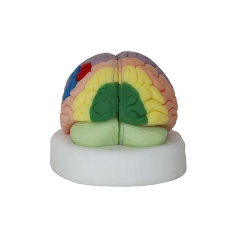 China Human Brain Anatomy Model Manufacturers Suppliers Factory Meiwo