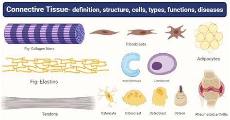 Connective Tissue Structure Function And Types Metanesta