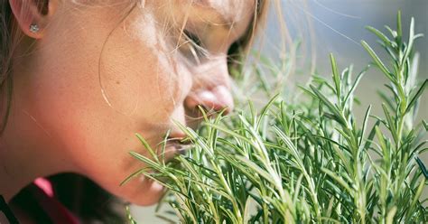 ყველაზე ძლიერი ბალახი ტვინში სისხლის მიმოქცევის გასაუმჯობესებლად გულის სისხლძარღვებისა და