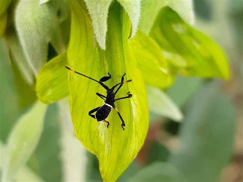 Mictis Profana Nymph Ausemade