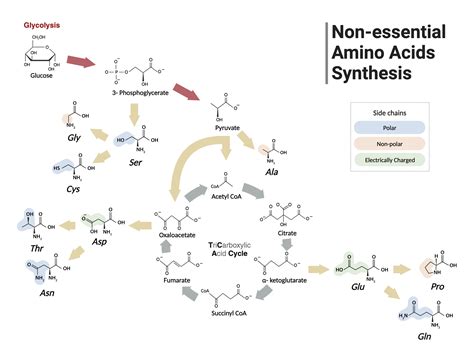 Non Essential Amino Acids Synthesis Biorender Science Templates