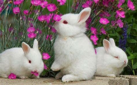🔥 Free Download Rabbit Wallpaper Hd Beautiful Desktop By Rileyj60