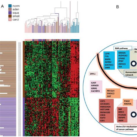 Identification And Selection Of Yin And Yang Genes A Clustering Of