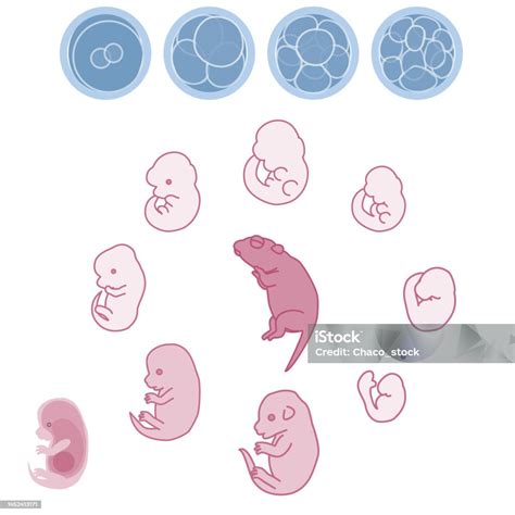 Vector Illustration Of Mouse Embryo And Fetus Growth Process Stock Illustration Download Image