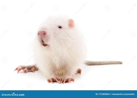 Una Nutria Blanca Foto De Archivo Imagen De Amigo Aislado 172385804