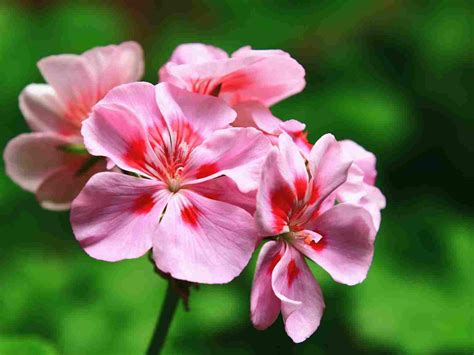 Geranium Pelargonium Grutter