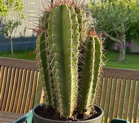 Totem Pole Cactus Care And Propagation Guide Citycacti
