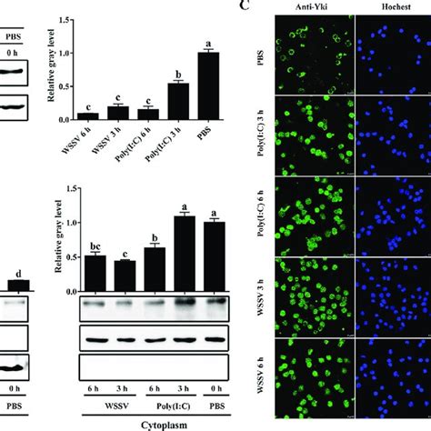 Suppression Of Hippo Signaling In Antiviral Immune Response A