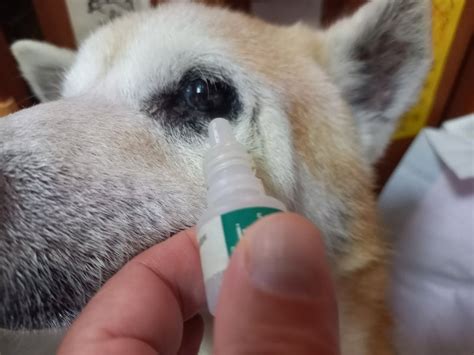 ねむねむクタクタ 柴犬虎哲の部屋