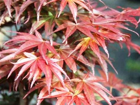 Acer Palmatum Pixie Wholesale Nursery Nurseries In Melbourne