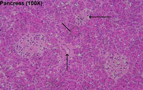 Pancreas Gland Microscope