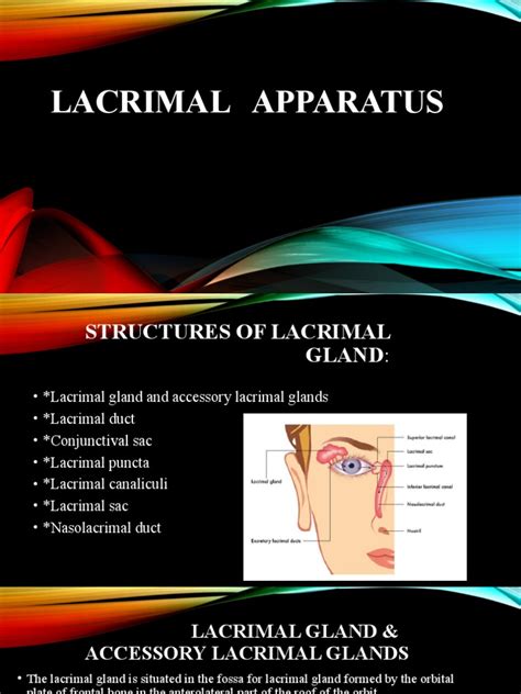 Lacrimal Apparatus Pdf