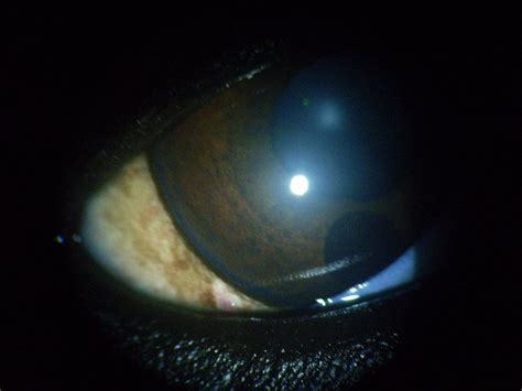 Írisz Ciszta Kutyaszemeszet Hu