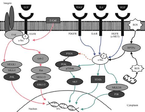Recently Published C Src Mediated Signaling Pathways Under Different