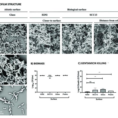 Role Of Virulence Factors In Biofilm Formation Structure And