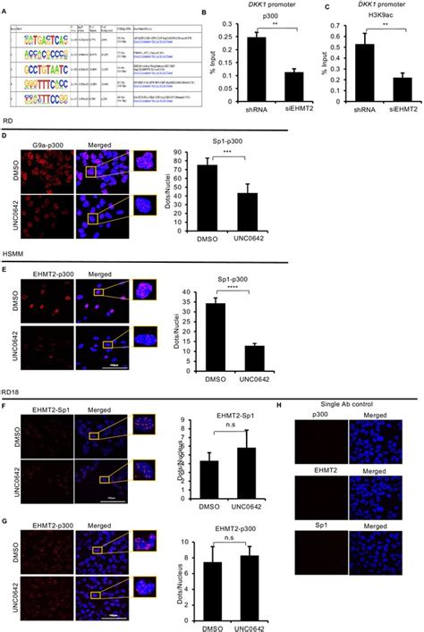 Figures And Data In Ehmt2 Epigenetically Suppresses Wnt Signaling And