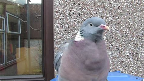 Sleepy Chubbles Youtube