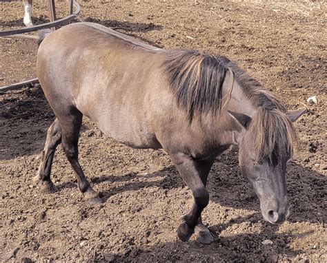Astrid The Barefoot Ranch