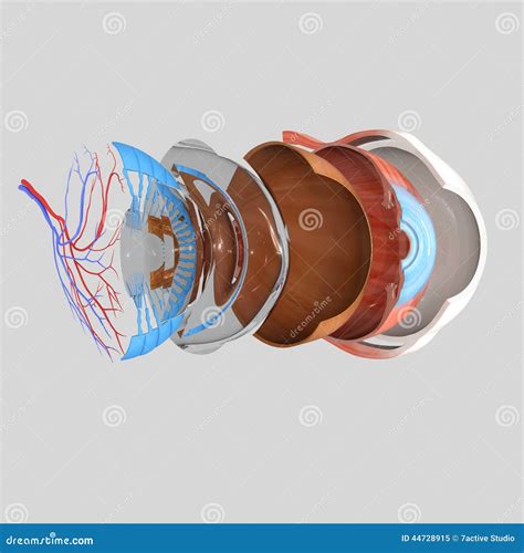 Bulbus Oculi Stock Illustrations 4 Bulbus Oculi Stock Illustrations