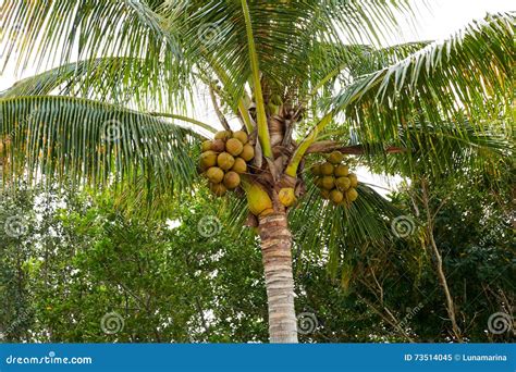 Albero Del Cocco Dellisola Di Florida Sanibel Captiva Immagine Stock