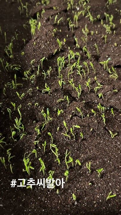 고추씨발아 파종 10일차 Youtube