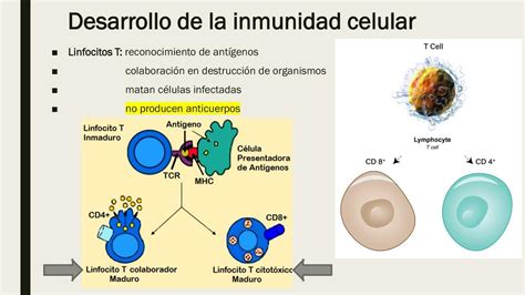 Inmunidad Celular Udocz