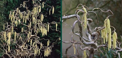 Contorted Filbert Johnson S Nursery Kb