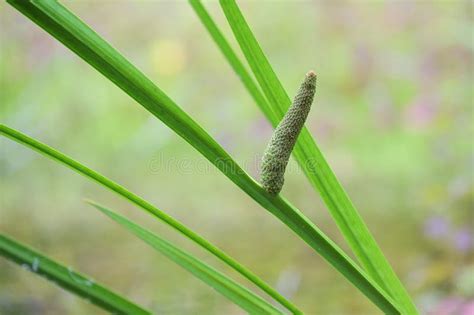 Inflorescence Of Sweet Flag Acorus Calamus Tall Wetland Plant Used As