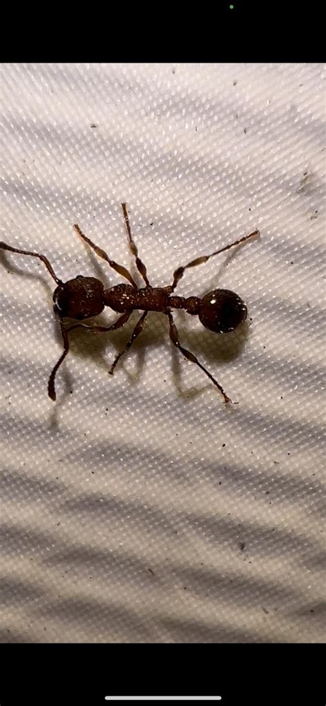 Red Imported Fire Ants Or European Fire Ants Rants