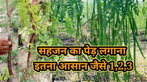 How To Cutting Grow And Ready Sahjan Plant Sahjan Ka Ped Kaise Lagaye