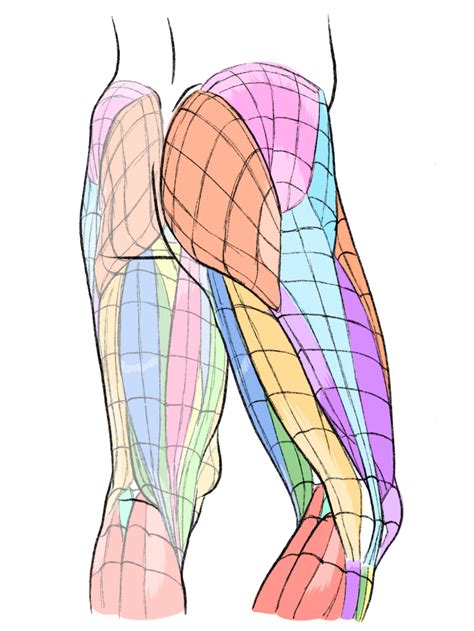 3 Tweets Con Contenido Multimedia De 伊豆の美術解剖学者 Katoanatomy