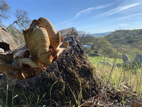 Fungi Fan Scrolller