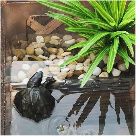 Buy Woruete Turtle Habitat Kit Turtle Aquarium Tank For Reptile Or