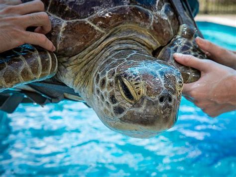 Spike In Sea Turtle Admissions Including Mystery Shell Disease In