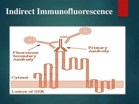 Receptor Down Regulation