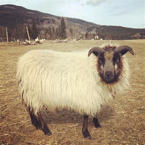 Meet The Sheep Monday This... - Freedom Farm - Freedom Meats